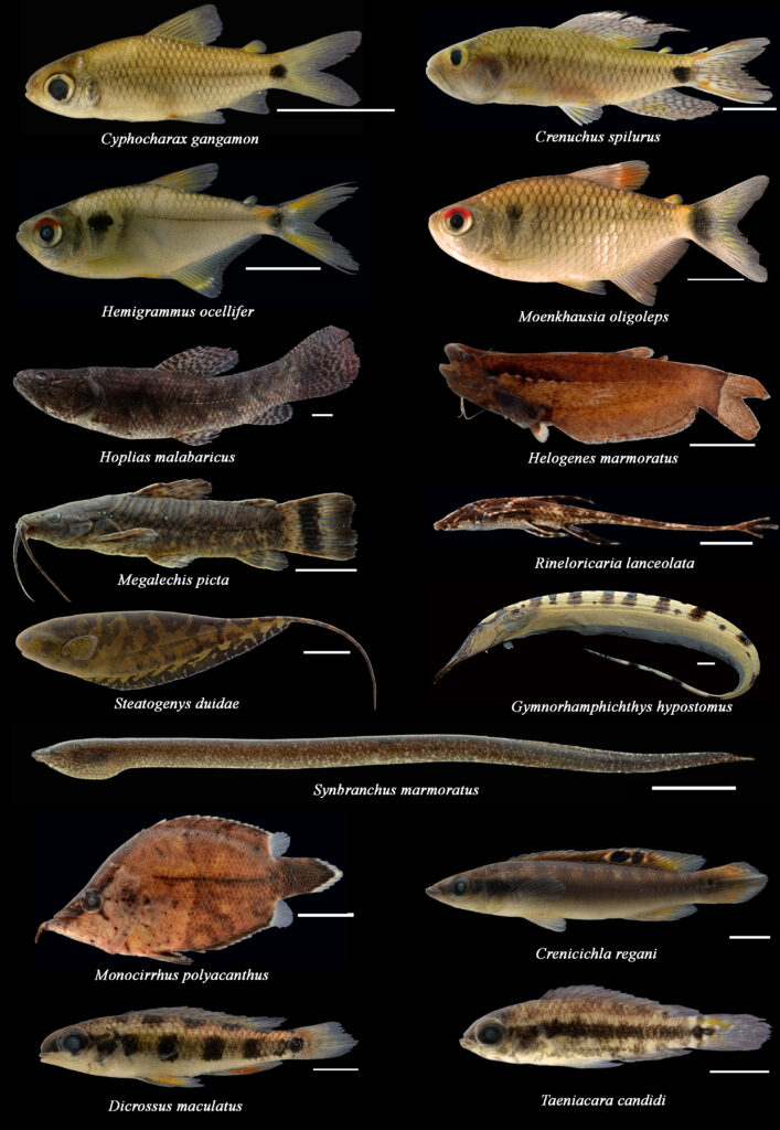 Quantas espécies de peixes existem na bacia amazônica? - Conexões Amazônicas