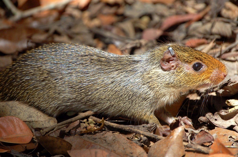 História da Bacia Amazônica revelada por ratos-de-espinho - Conexões ...